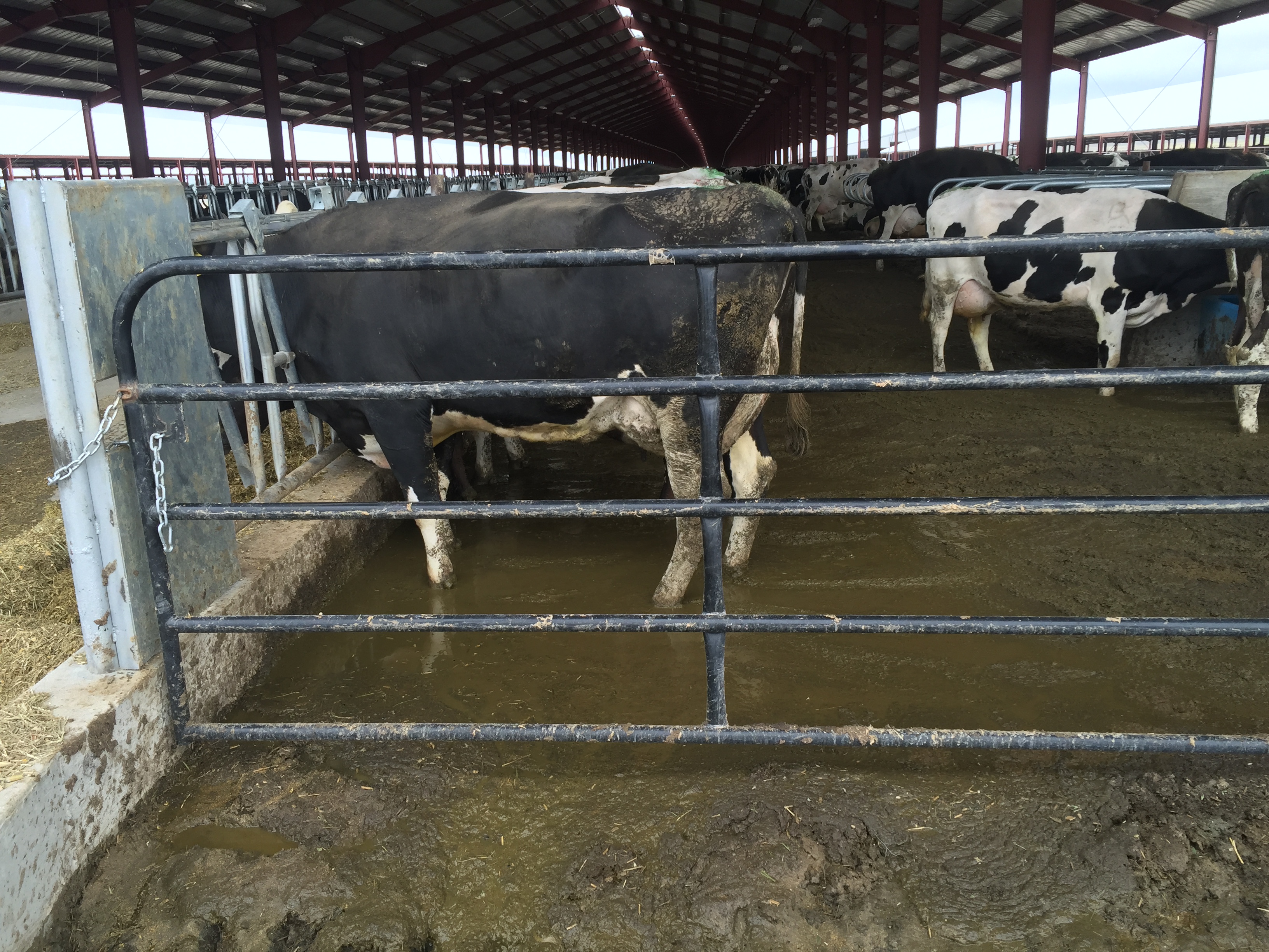 cows at the lost valley mega dairy standing in overflowing manure the ...